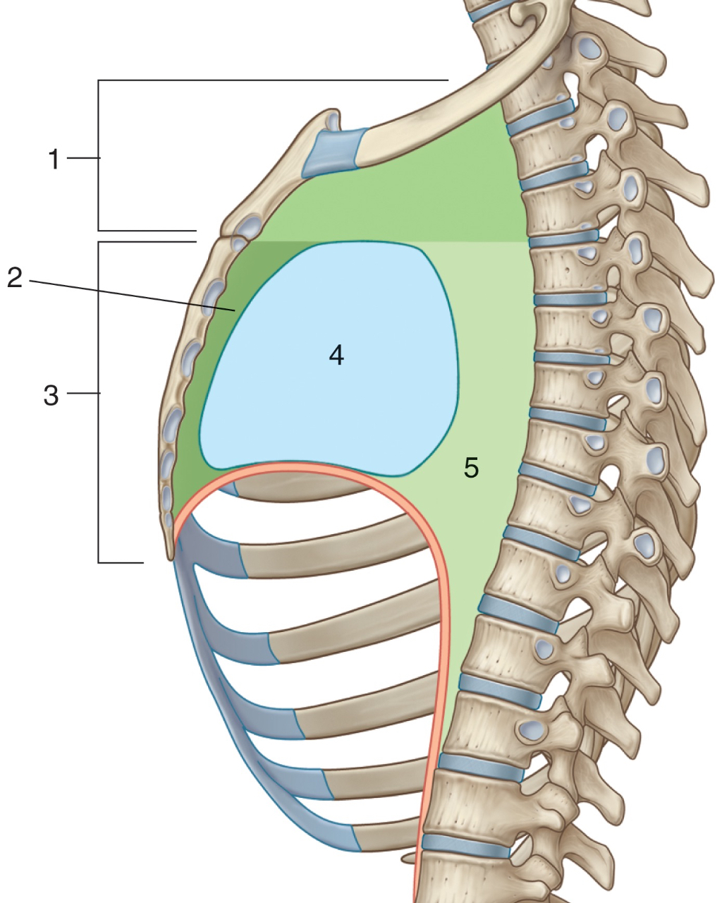 Anatomia Del Mediastino Anterior