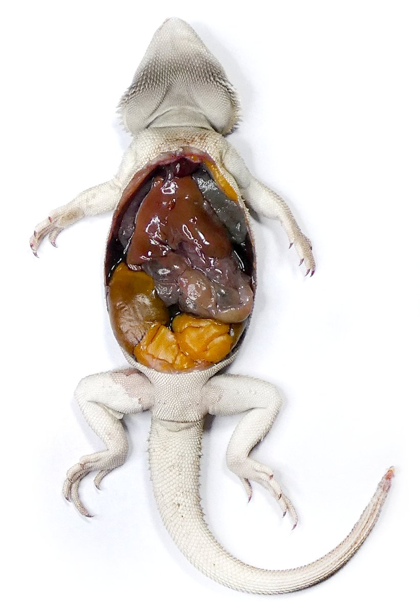 Thread by @Kairo_Anatomika on Thread Reader App – Thread Reader App