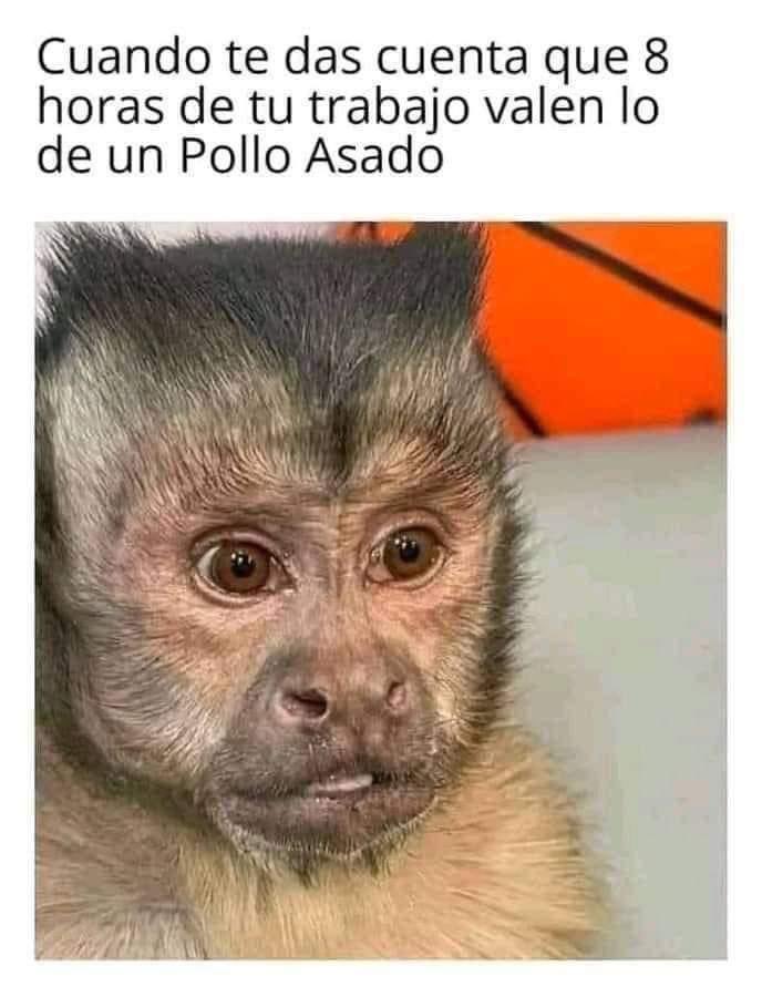 Fotos De Monos Memes