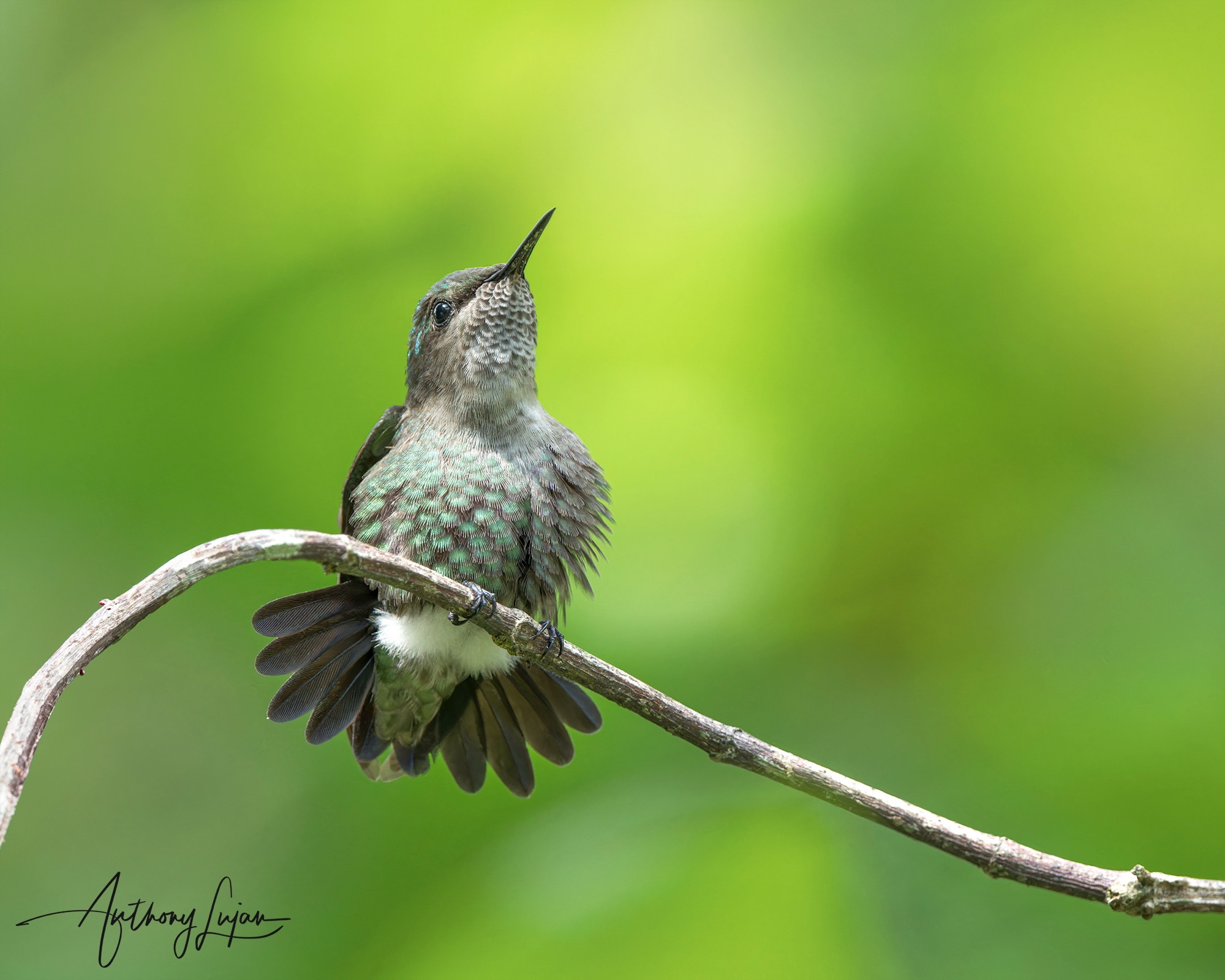 Caribbean Hummingbirds