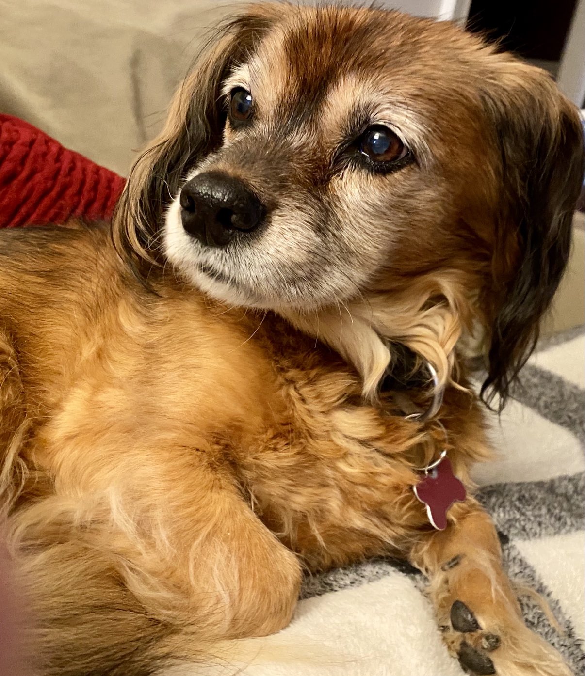Chihuahua Cocker Spaniel Mix