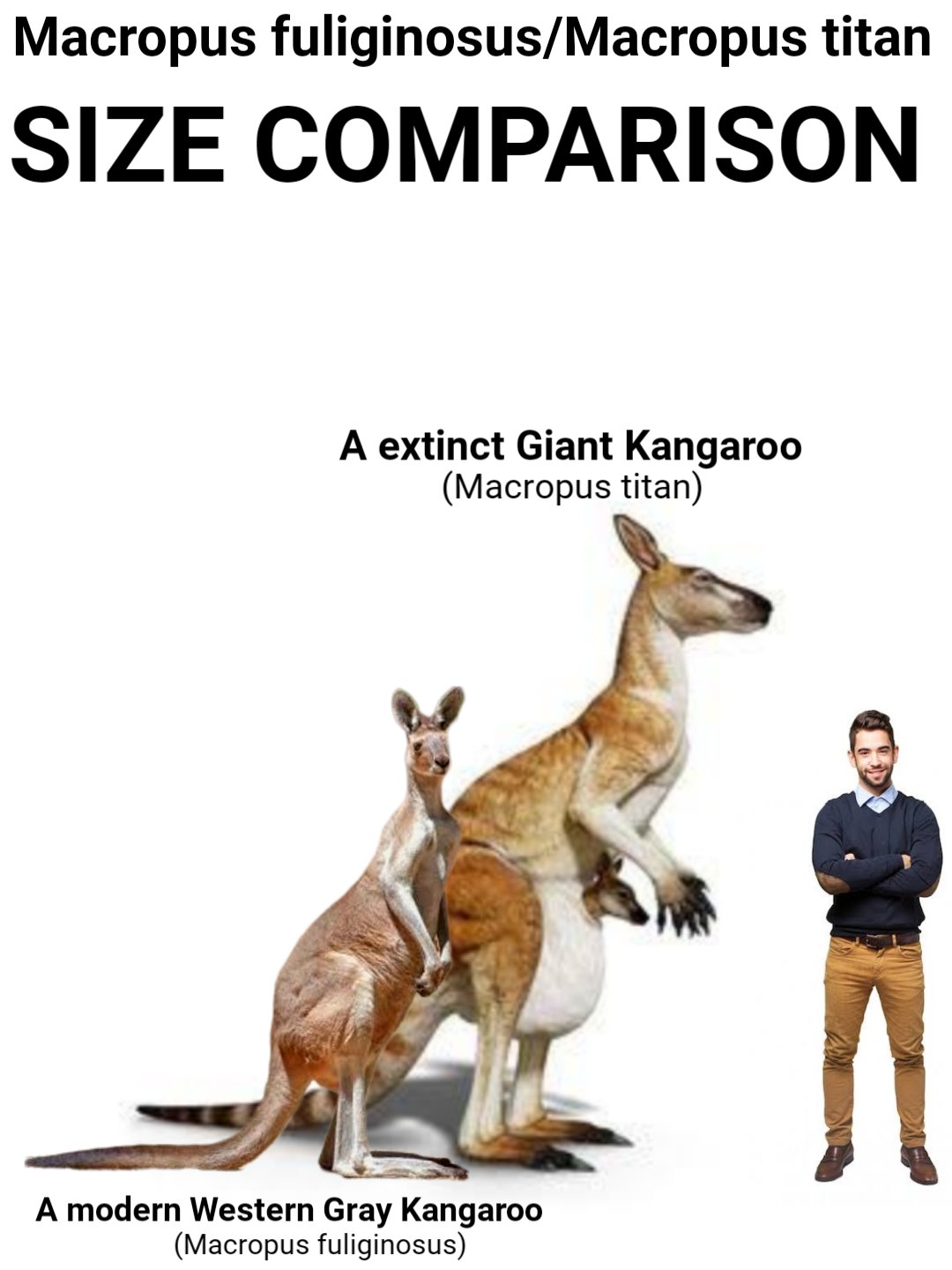 Red Kangaroo Size Prehistoric And Modern Animals (New Kingdom) On X: