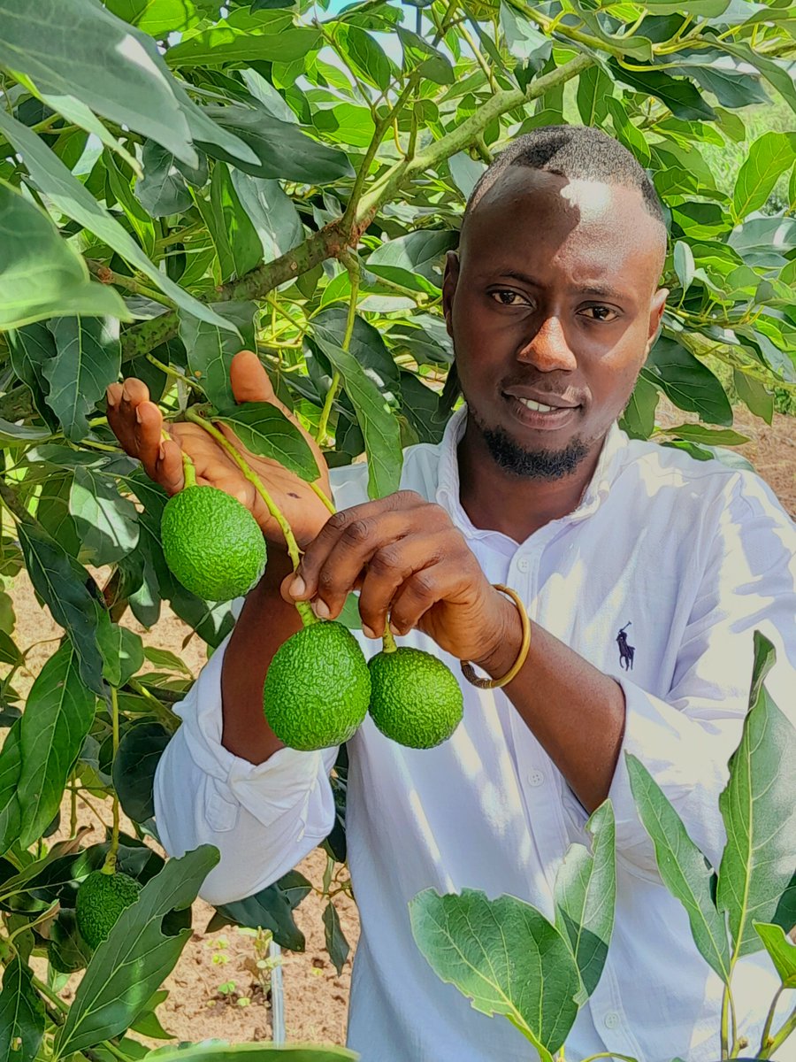 AVOCADO FARMING 🥑: #AvocadoFlowering is a crucial process in the ...