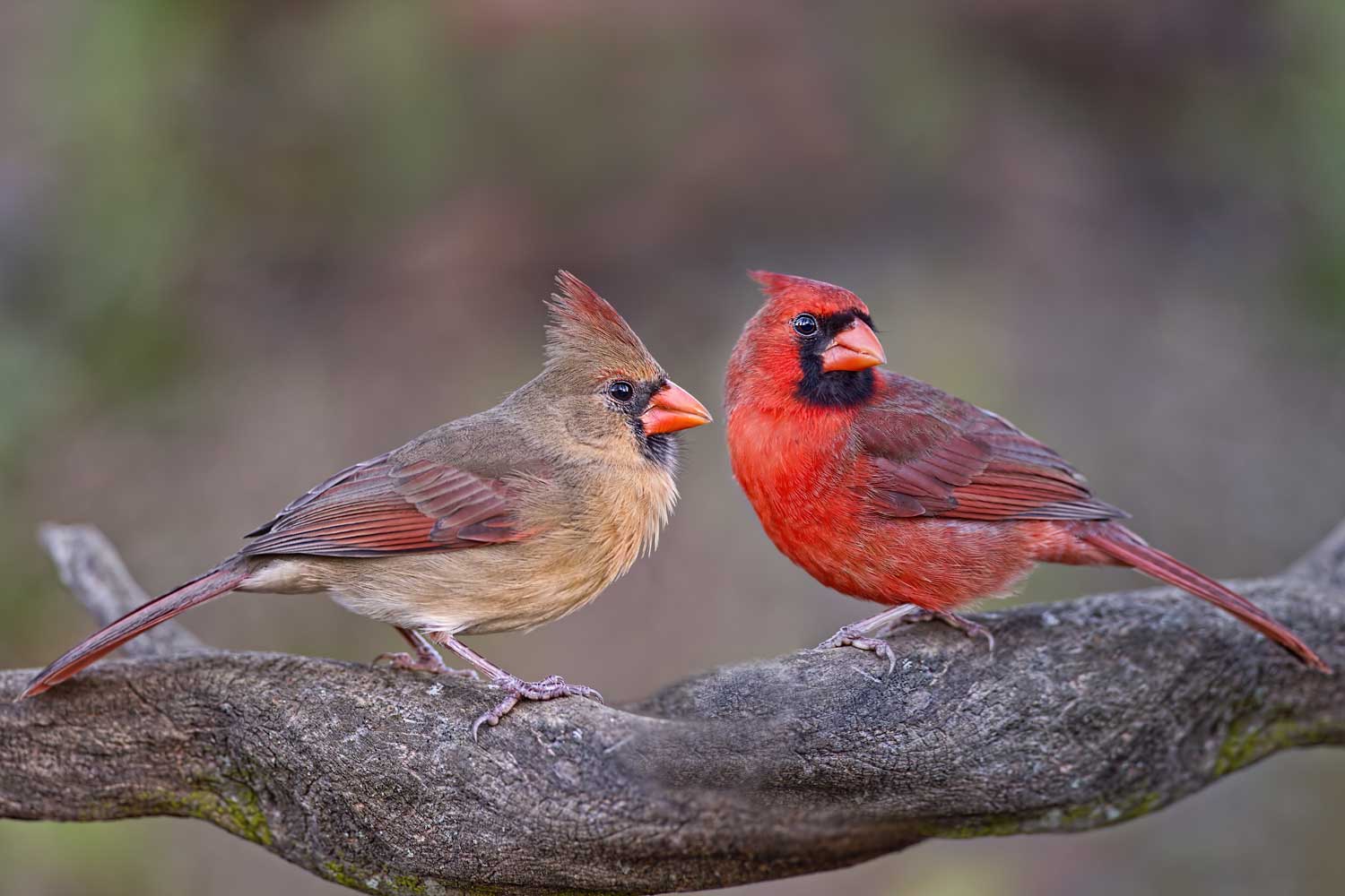 Male And Female Cardinals