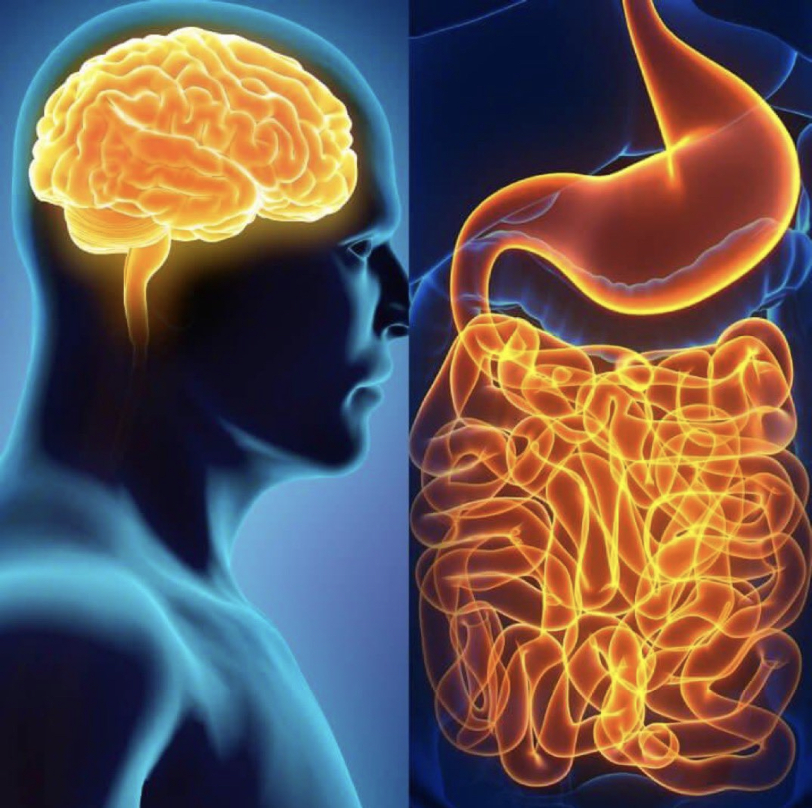 THE GUT AND BRAIN CONNECTION & how the gut plays a role in mental ...
