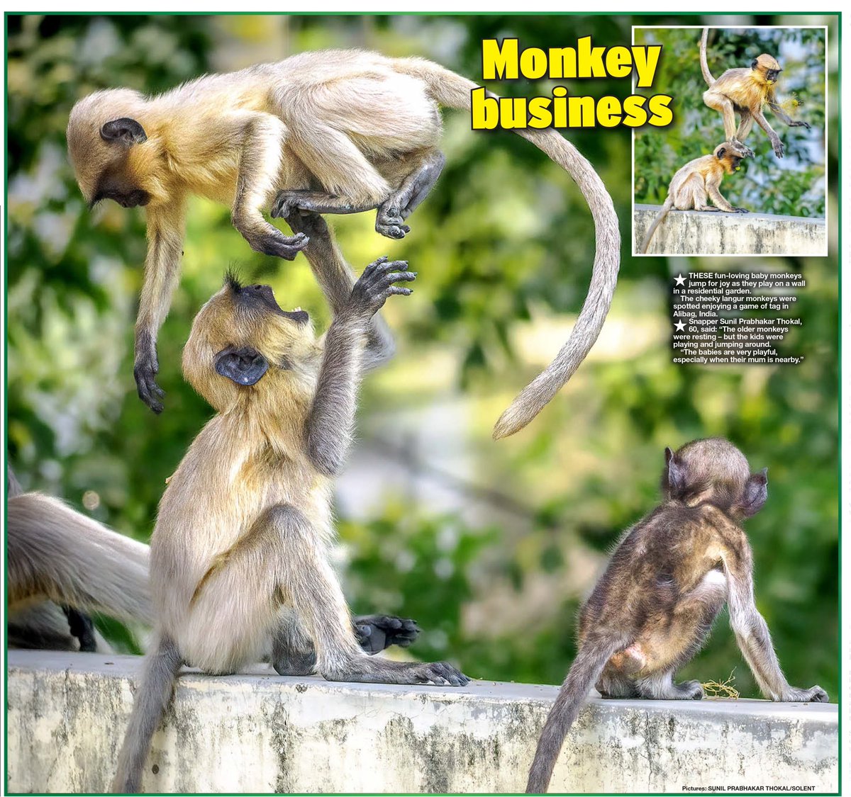 Baby Monkeys Playing Monkey Baby Bon Bon Play With Toy Cars Hot Wheels