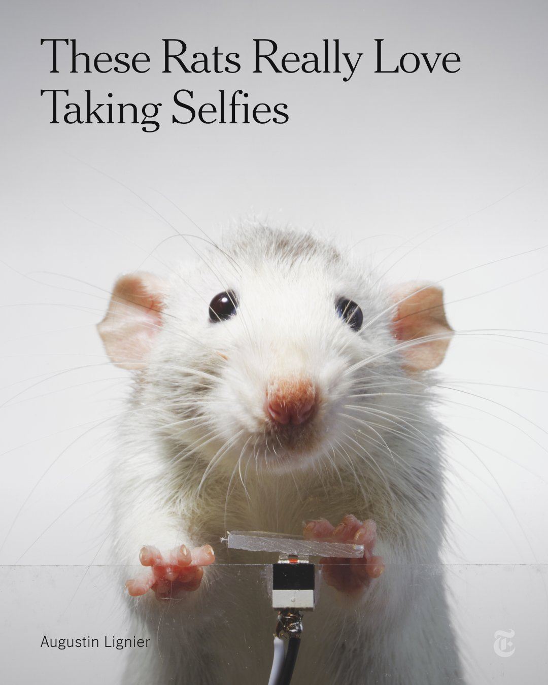 Pet Rat Quotes
