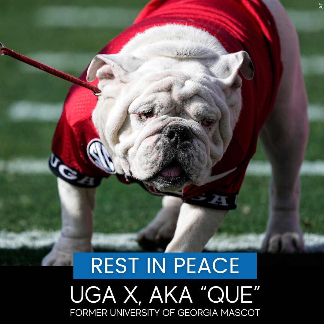 Memes Uga UGA