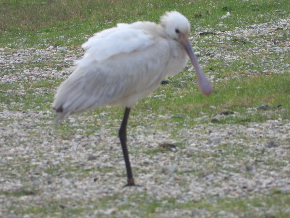Marine and Coastal Wildlife Code of Conduct - Cornwall Birds (CBWPS)