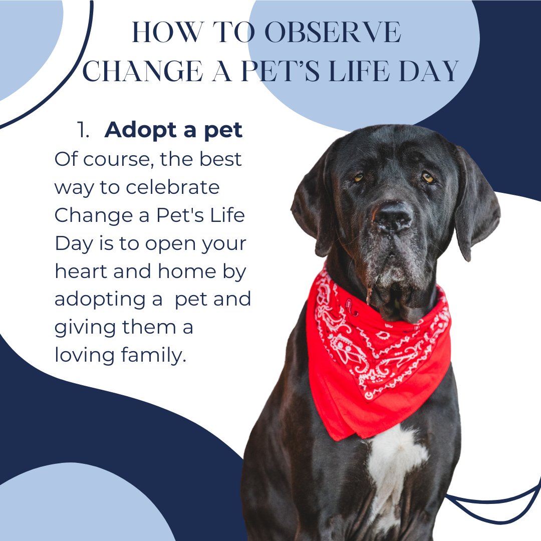 How Keeping A Dog Changes Your Life