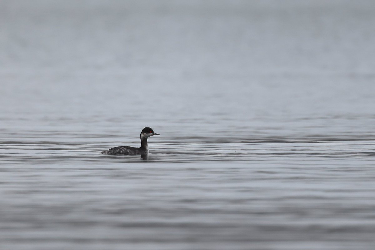 A New Guide to the Birds of Malta - Cornwall Birds (CBWPS)
