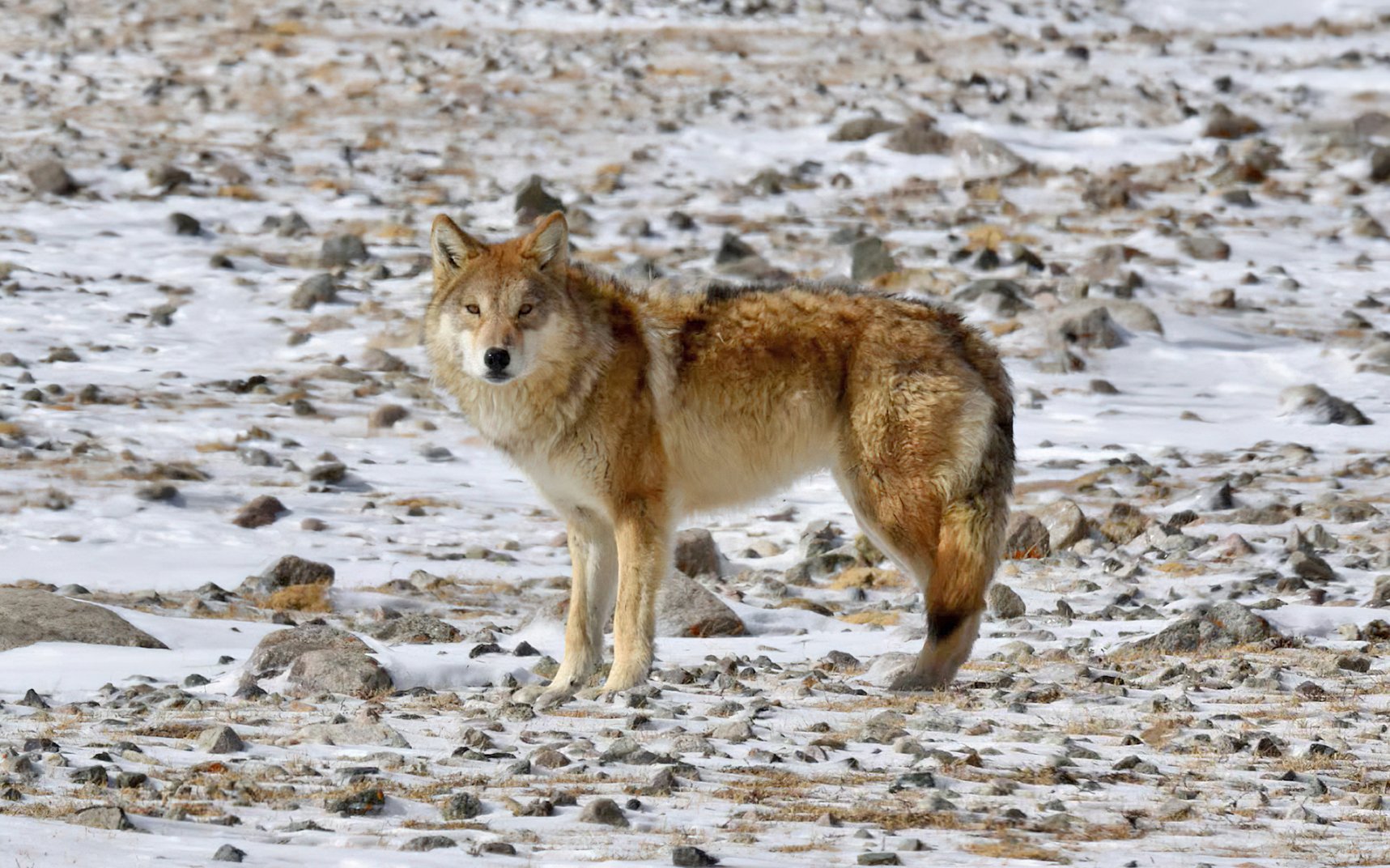 Tibetan Wolf Unraveling The Evolutionary History Of Wolves In South