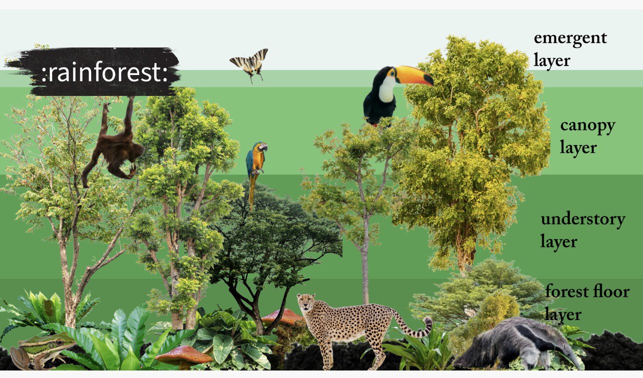 Rainforest Emergent Layer Animals Layers Of The Rainforest