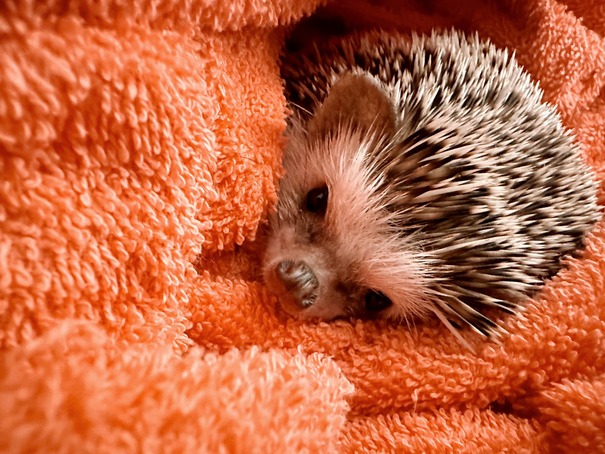 George The Hedgehog
