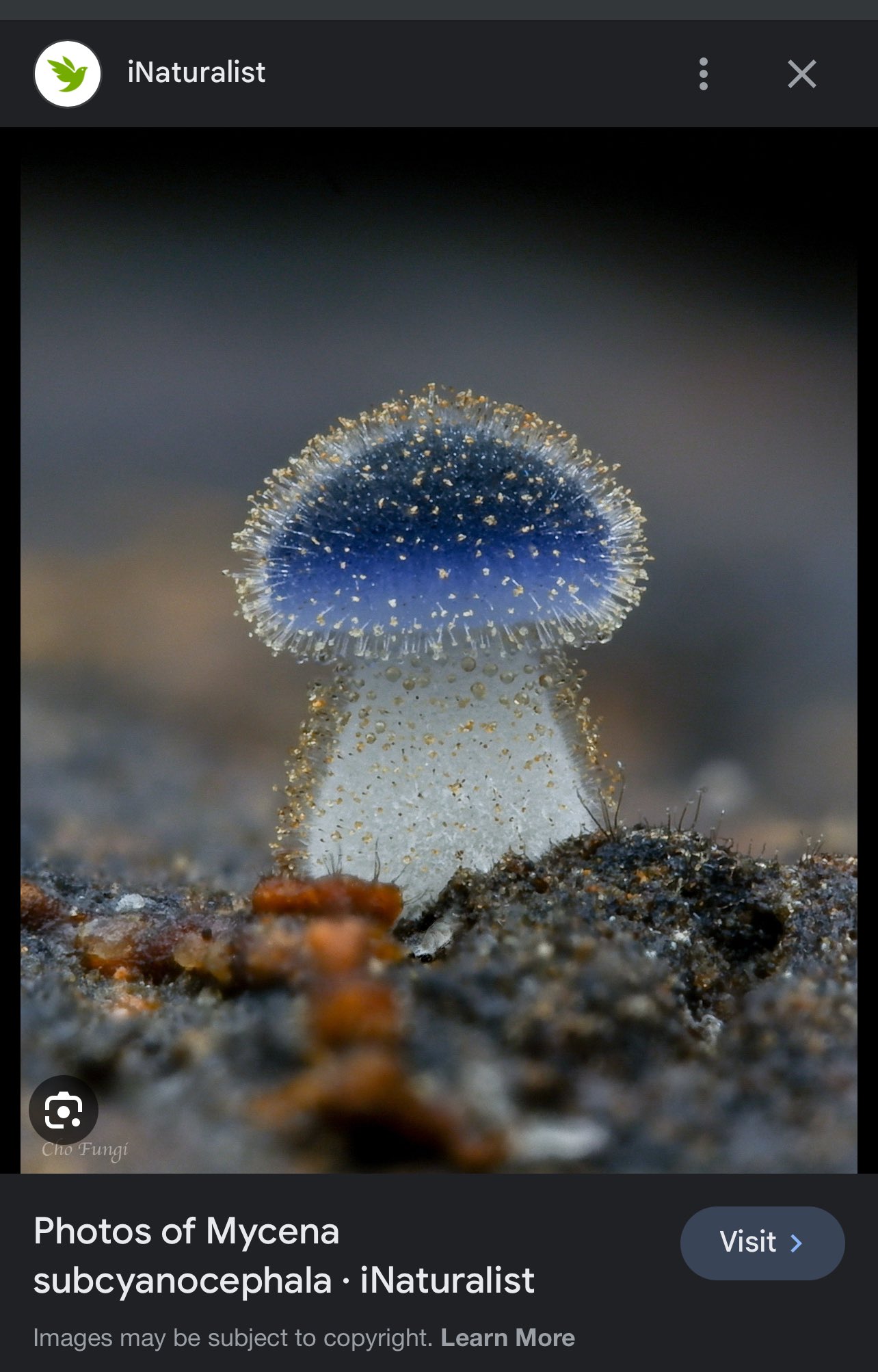 Cute Fungi Beautiful Fungi – Martineau Gardens