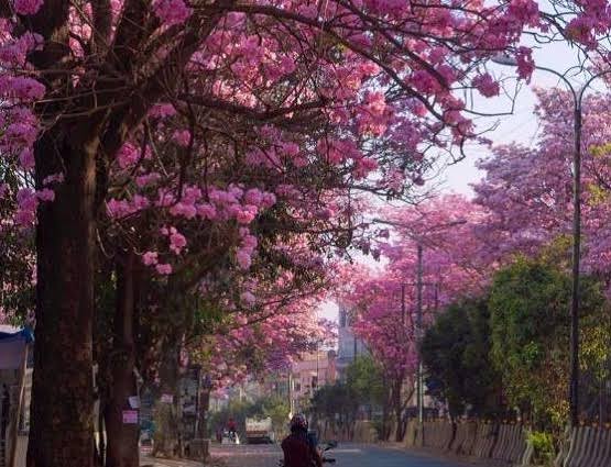 It is spring time in Bangalore. A wave of pink flowers descends along ...