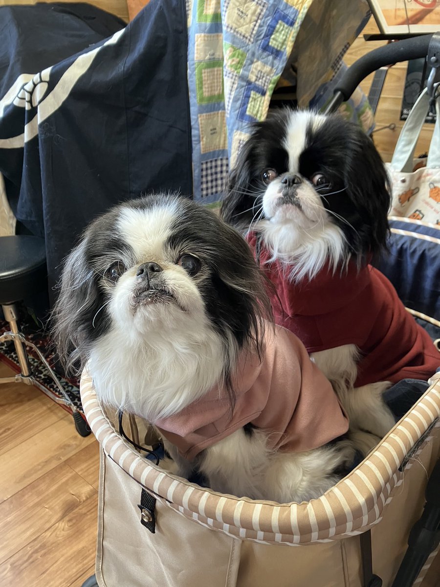 もう(@moozan) - Twilog