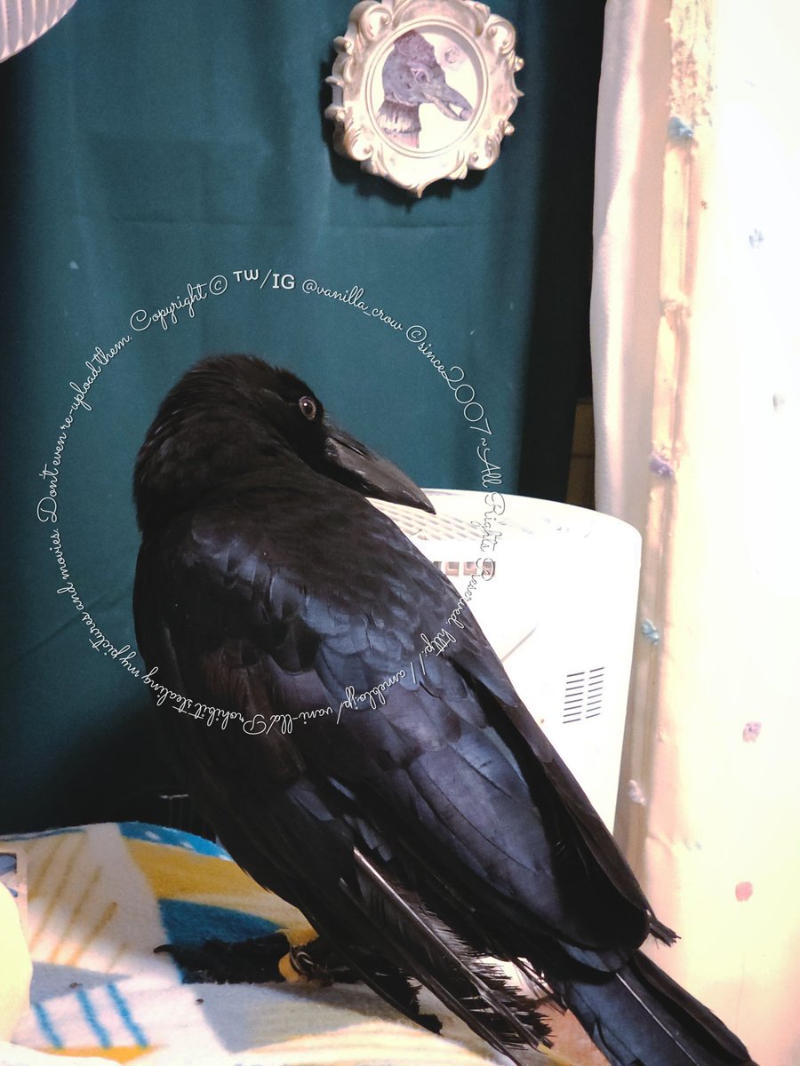 𖥧𖧧𖥣𖥧𖤣𓅂𓅫 vanilla 𓅩𖤣𖥧𖥣𖧧𖥧(@vanilla_crow) - Twilog