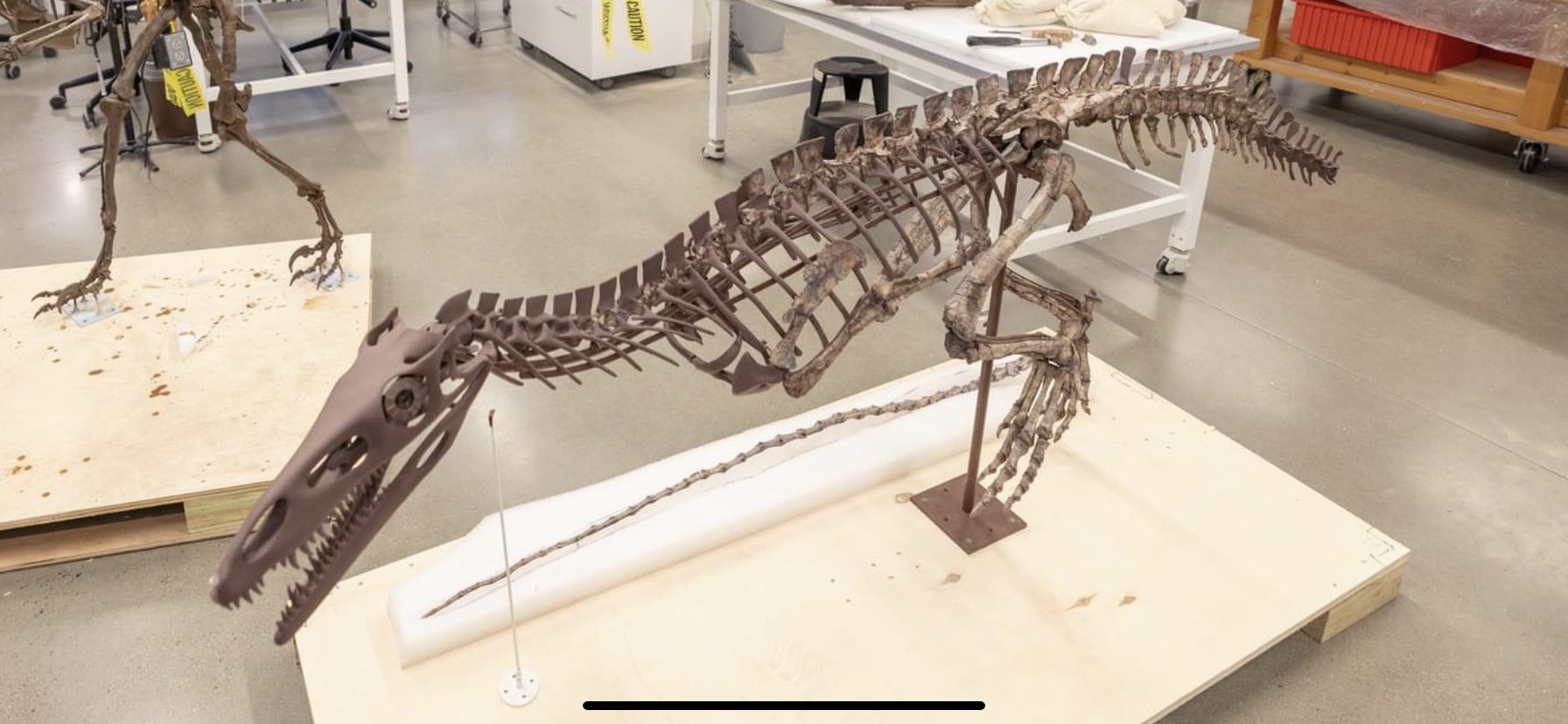 Poposaurus Rex Watchout For The POPOsaurus & King Kongadon Looking