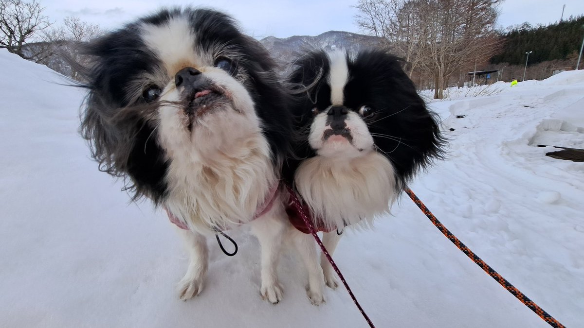 もう(@moozan) - Twilog