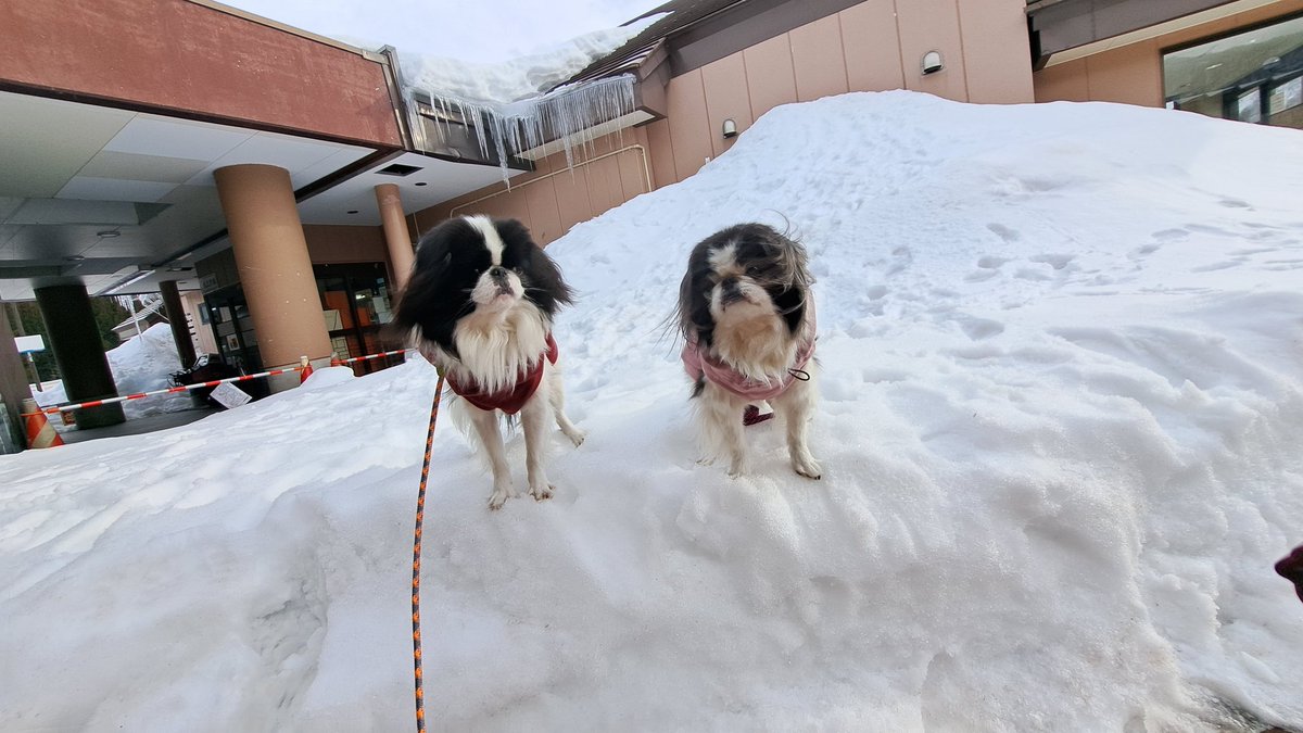 もう(@moozan) - Twilog