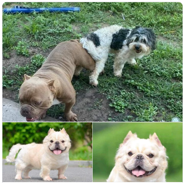 Amerikaanse Bulldog Shih Tzu Mix The Pug Zu: Shih Tzu Cross Pug