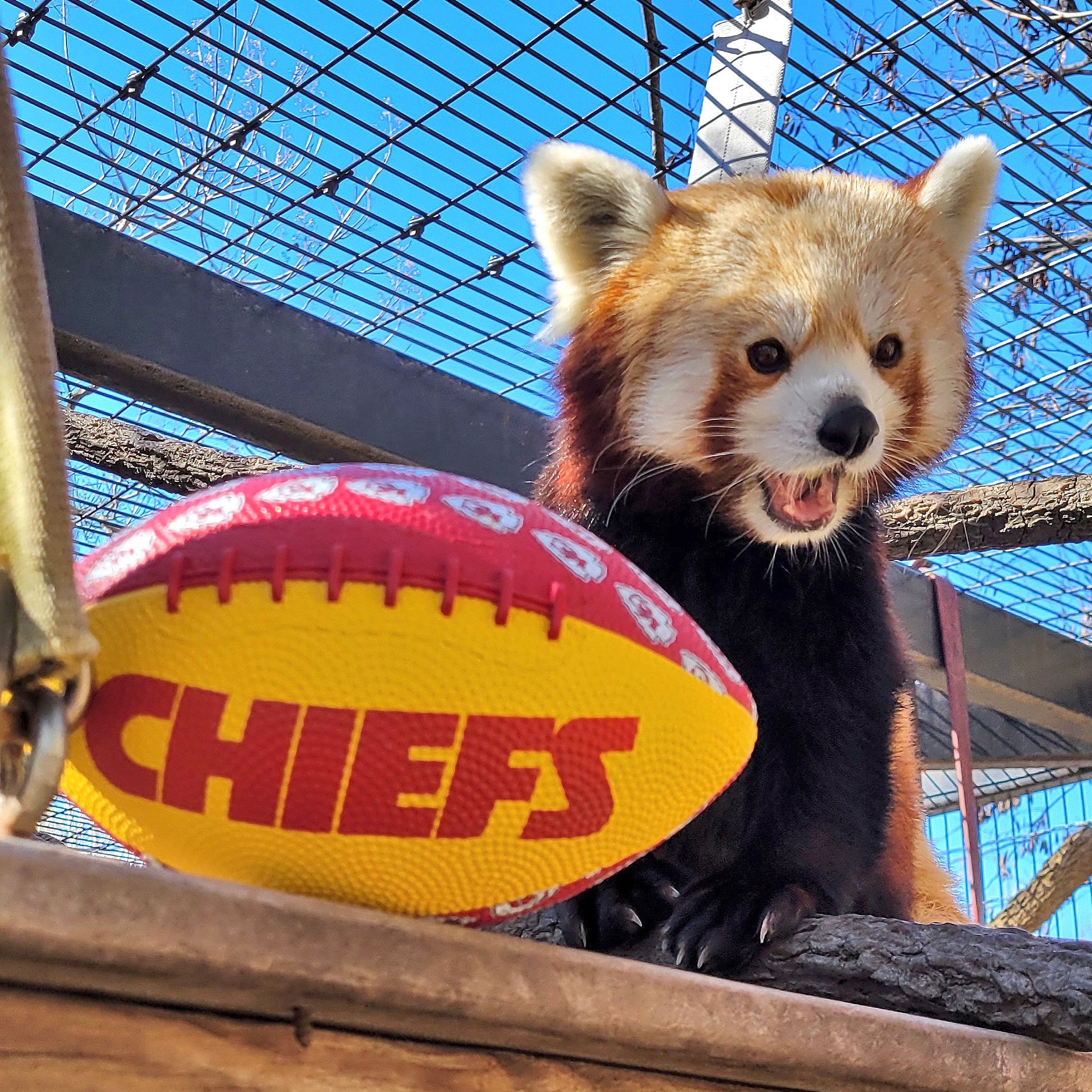 Red Panda Playing With Ball Red Panda Wikipedia