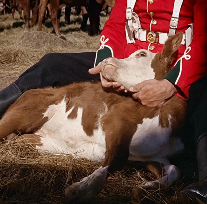 ZULU was released 60 years ago this week. Acclaimed as one of the great ...