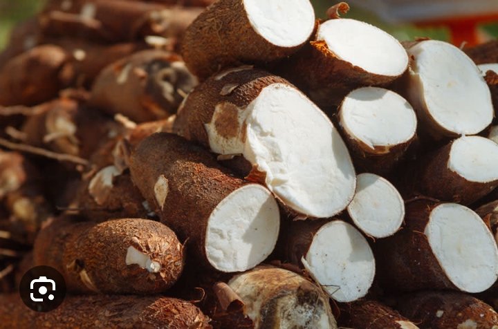 YUCA ( mandioca, guacamote ): Tiene efecto antitiroideo ( frena el ...