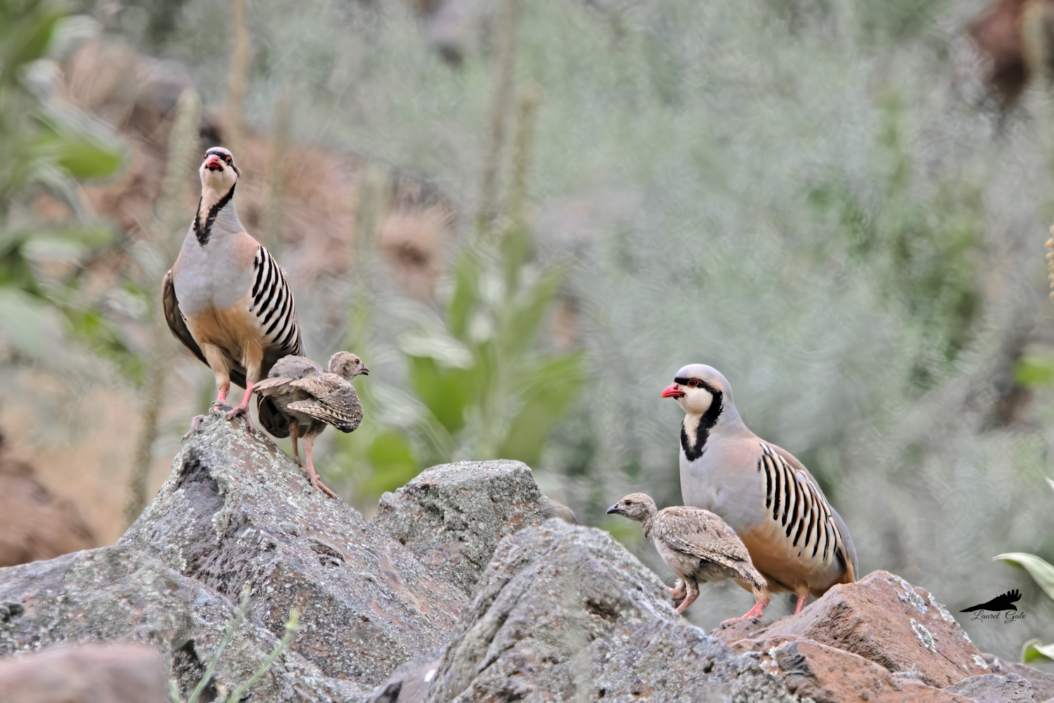 Chukar Partridge Chicks