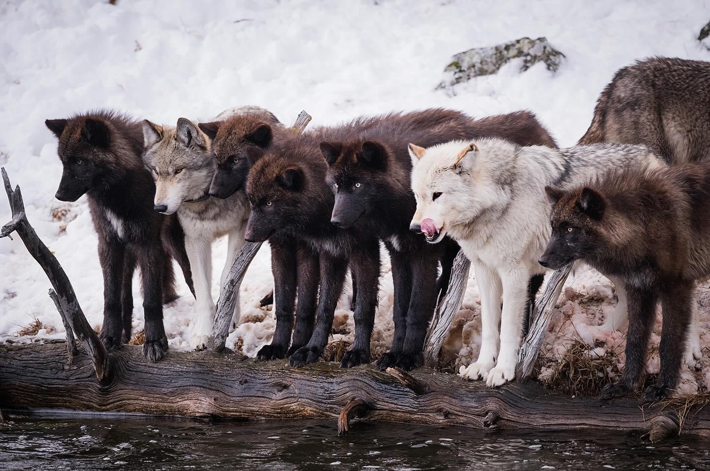 Wolf Protecting Pack