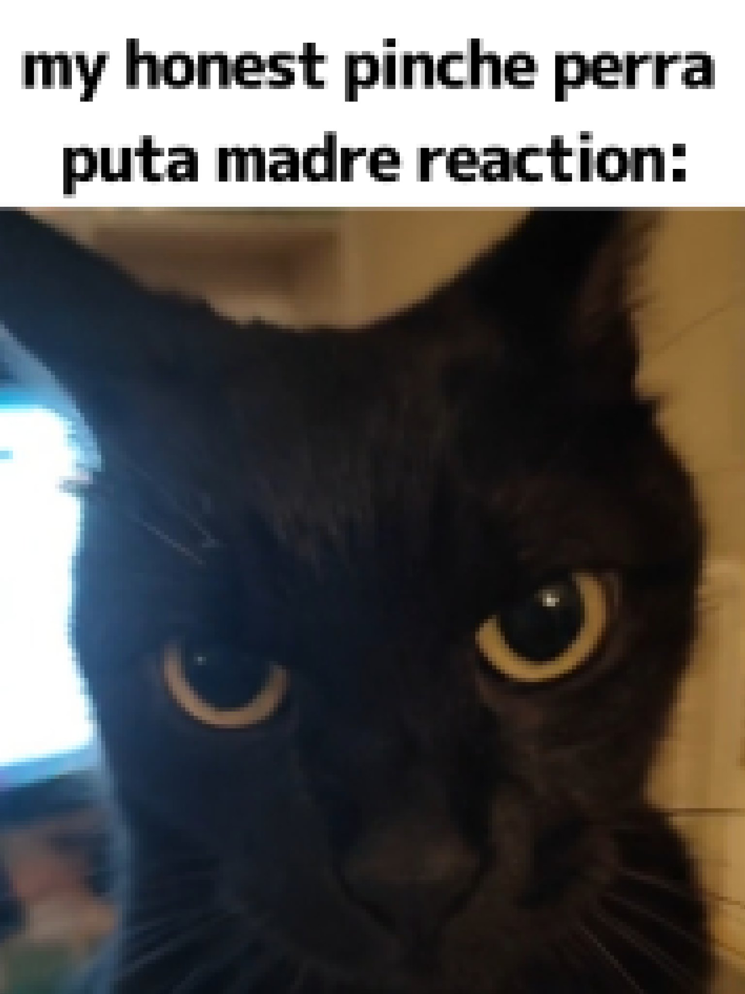Memes En Perra