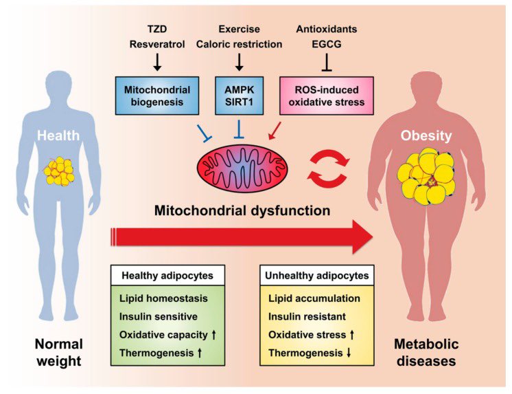 Not all body fat is created equal You know about subcutaneous fat You ...