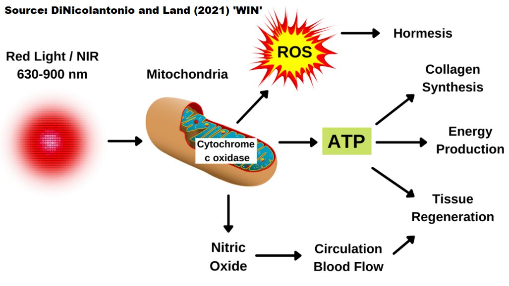 Your favorite influencers are doing red light therapy🚨🚨 It's got ...