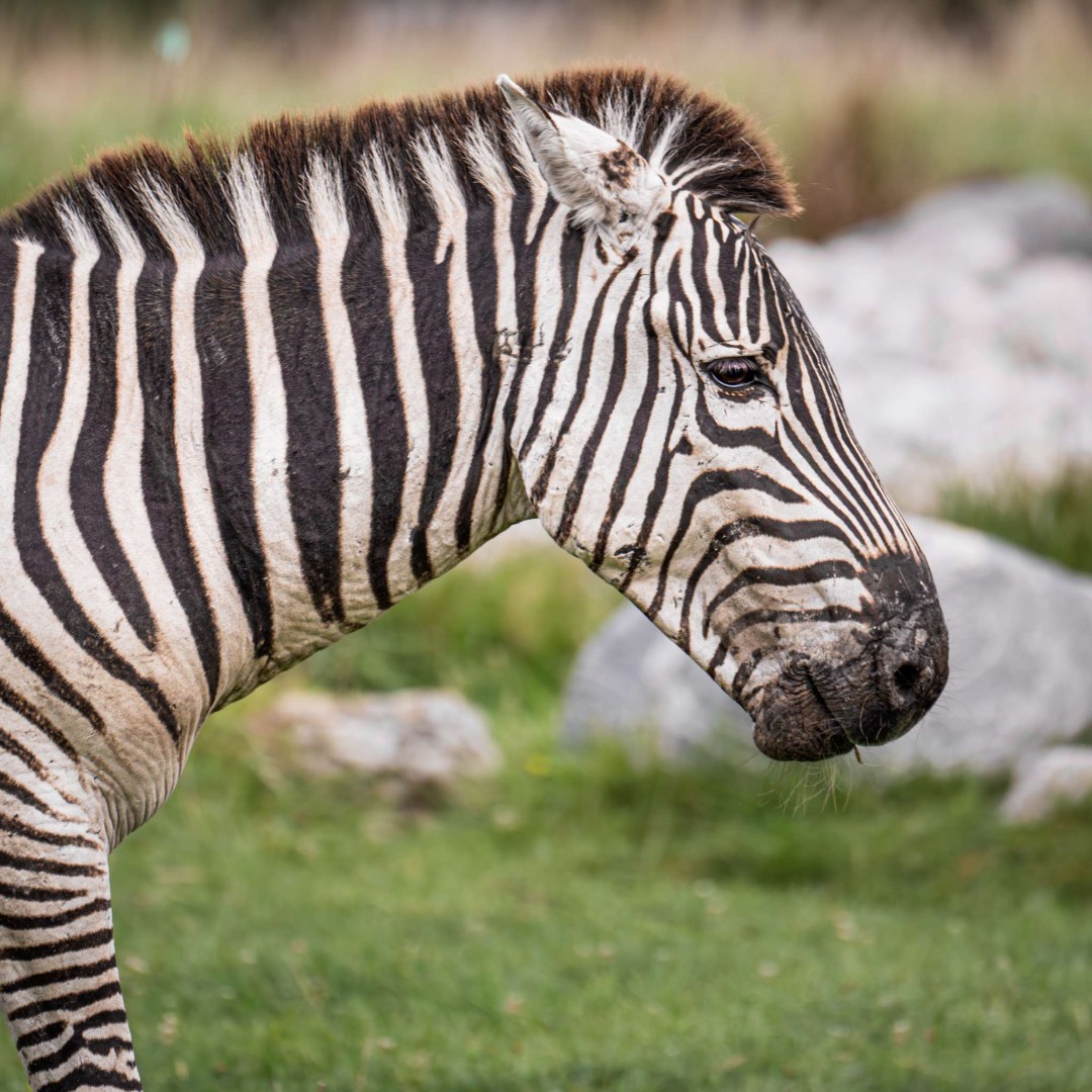 Zebra Toledo Zoo