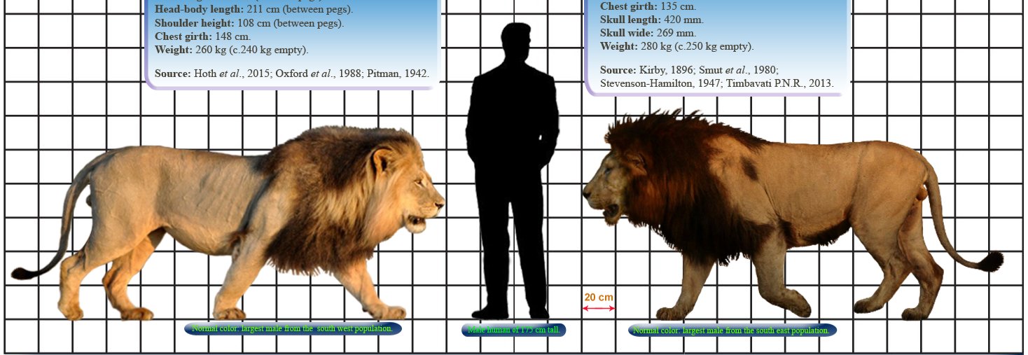 Barbary Lion Size Comparison Comparison Pictures Animal Untamed