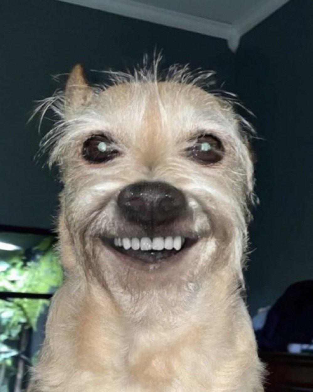 Dog Tooth Memes The Hounds