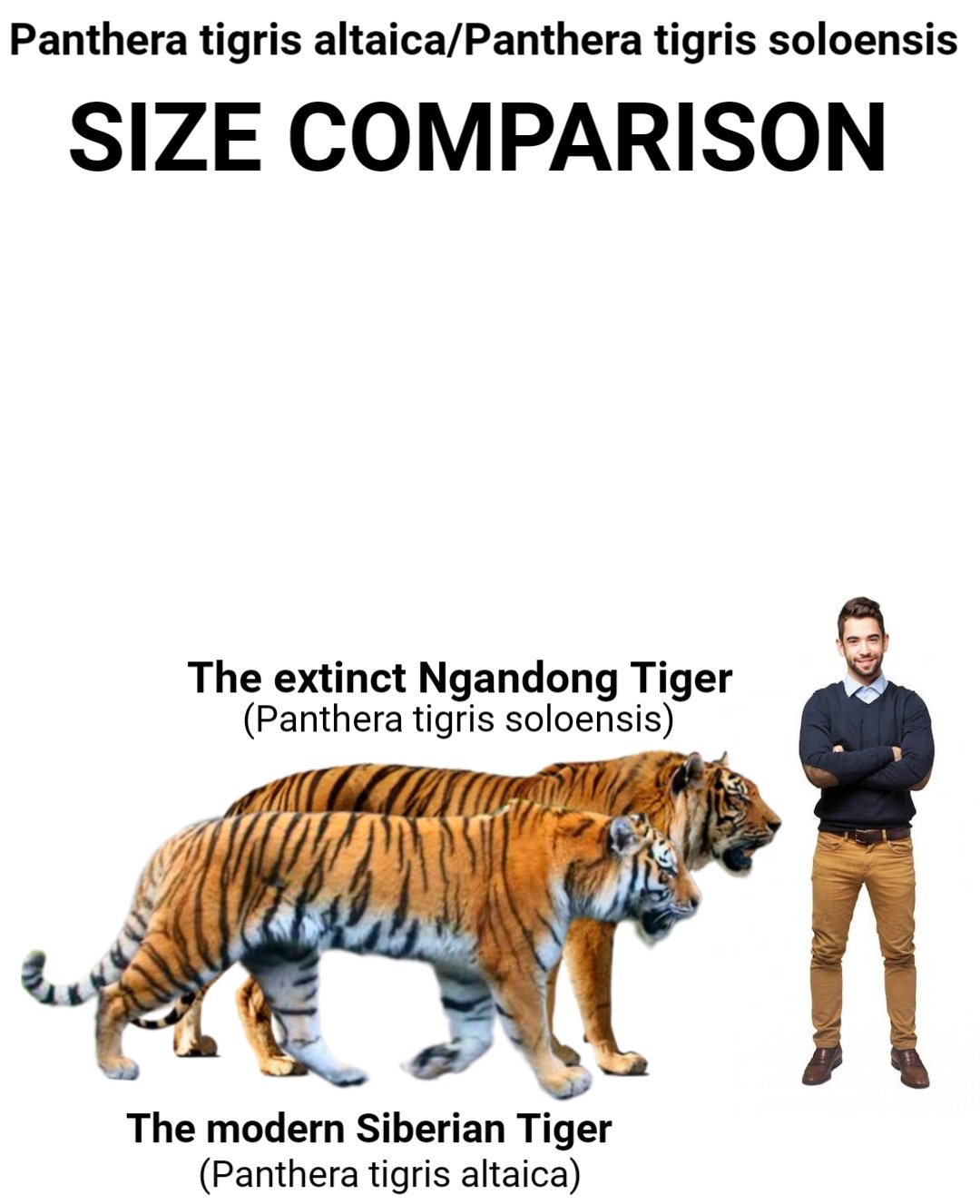 Panthera Tigris Soloensis Trinil Tiger