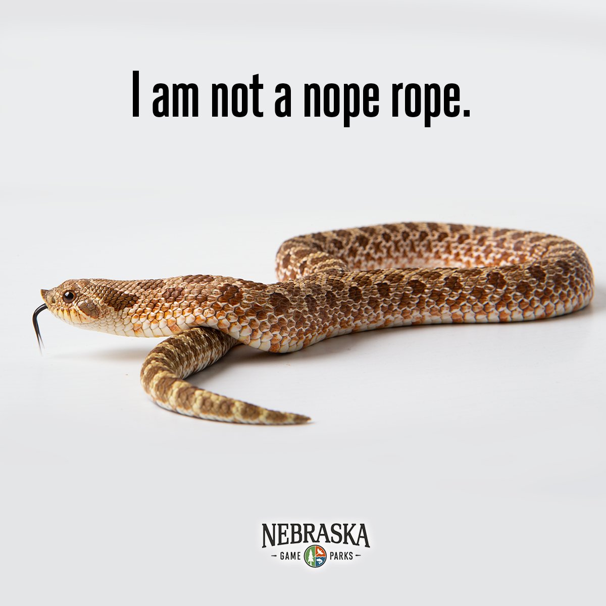 Nope Snake Memes NEARLY GETTING BITTEN BY LOTS OF DEADLY SNAKES!