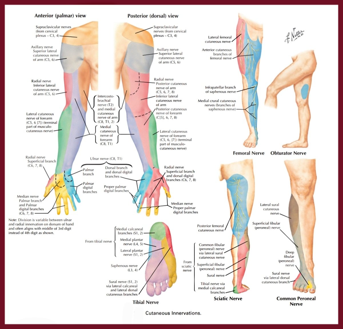 Lower Limb Cutaneous Innervation