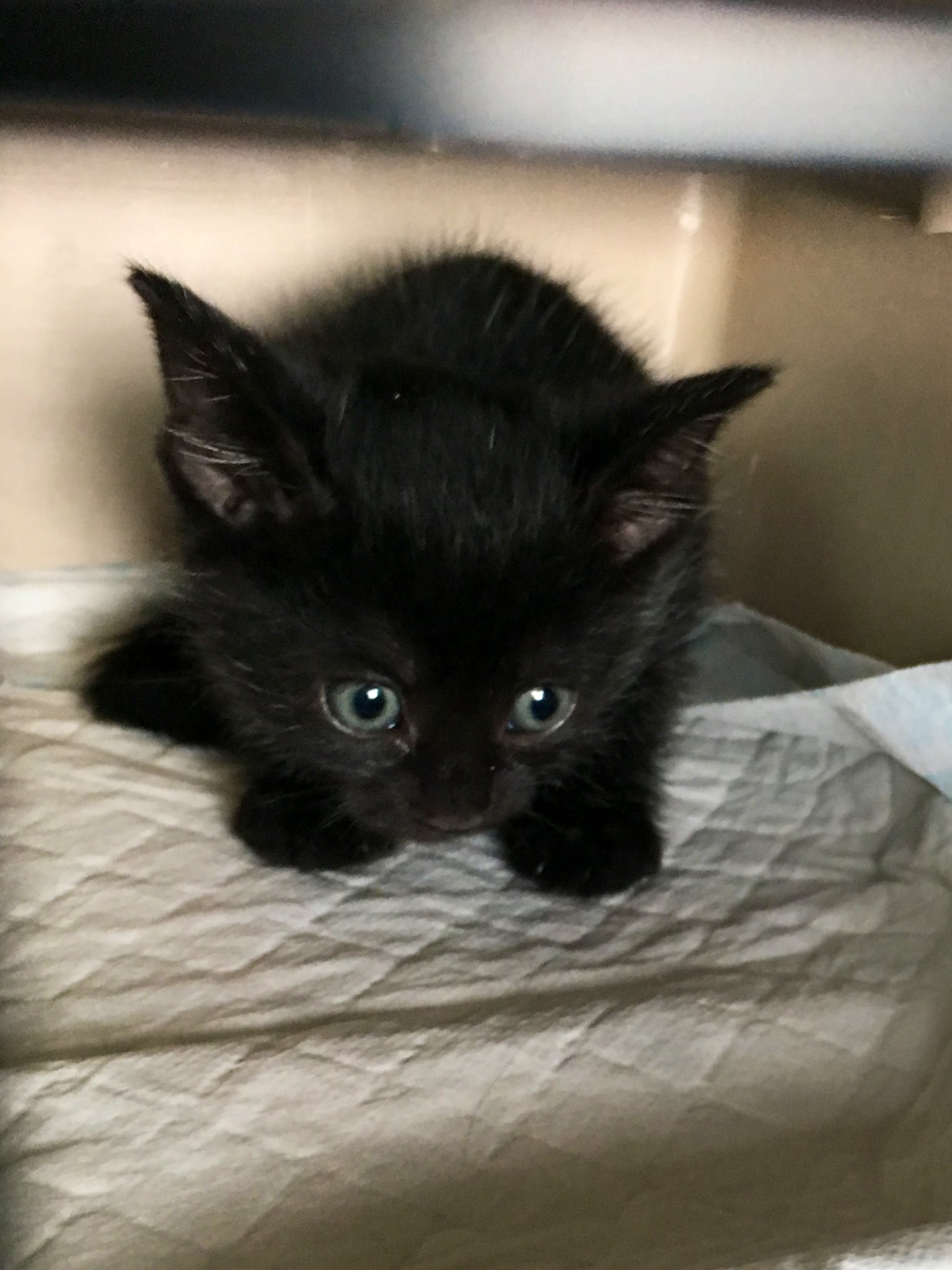 Baby Black Cats With Green Eyes Domestic Baby Cat Stock Photo