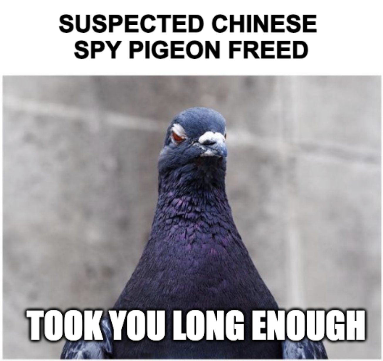 Spy Pigeon Memes Peter Bollinger | Illustrators And Letterers