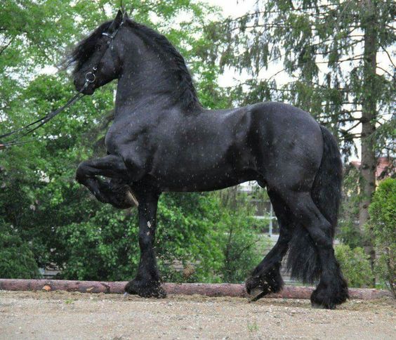Destrier Horse
