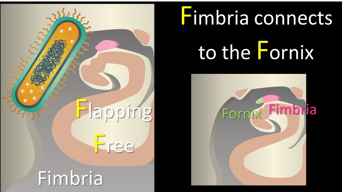 1/Is your understanding of medial temporal anatomy, well, temporary? If ...