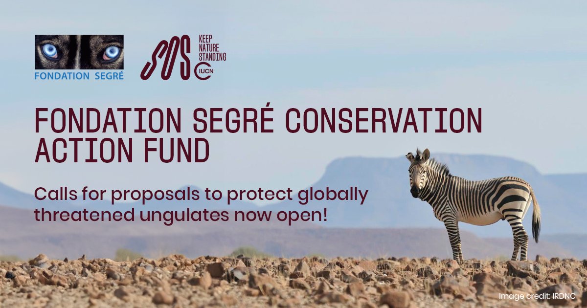 Segre Logo Michelle Segre Dawn Of The Looney Tune Exhibitions