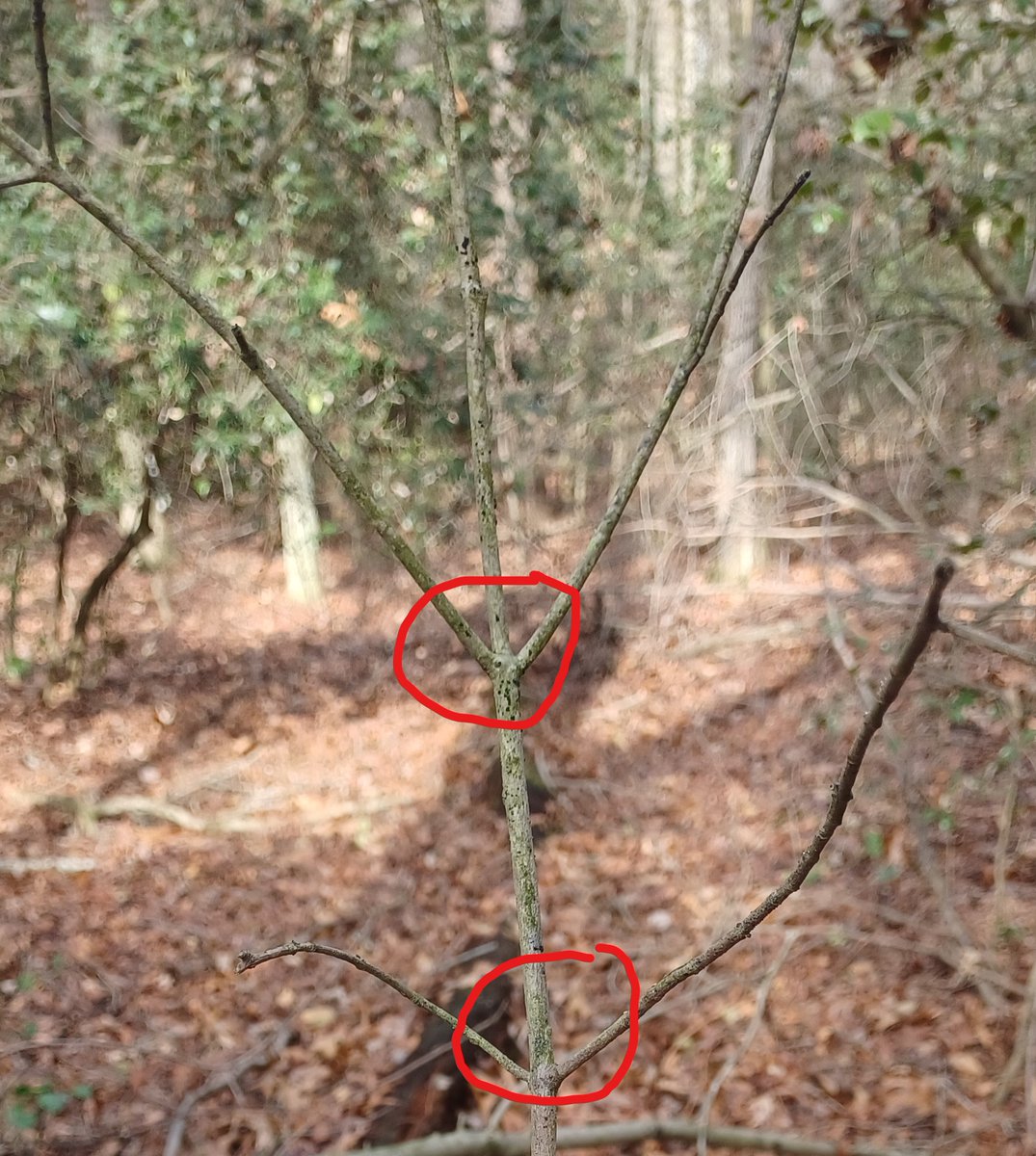 Bob Johnson's Threads – Thread Reader App