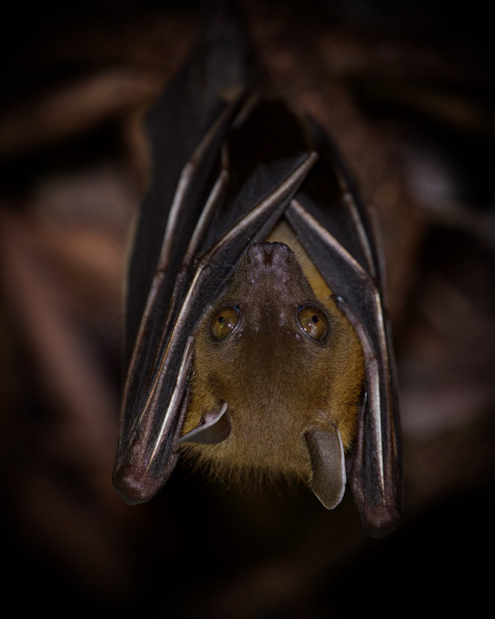 Lesser Dog Faced Fruit Bat
