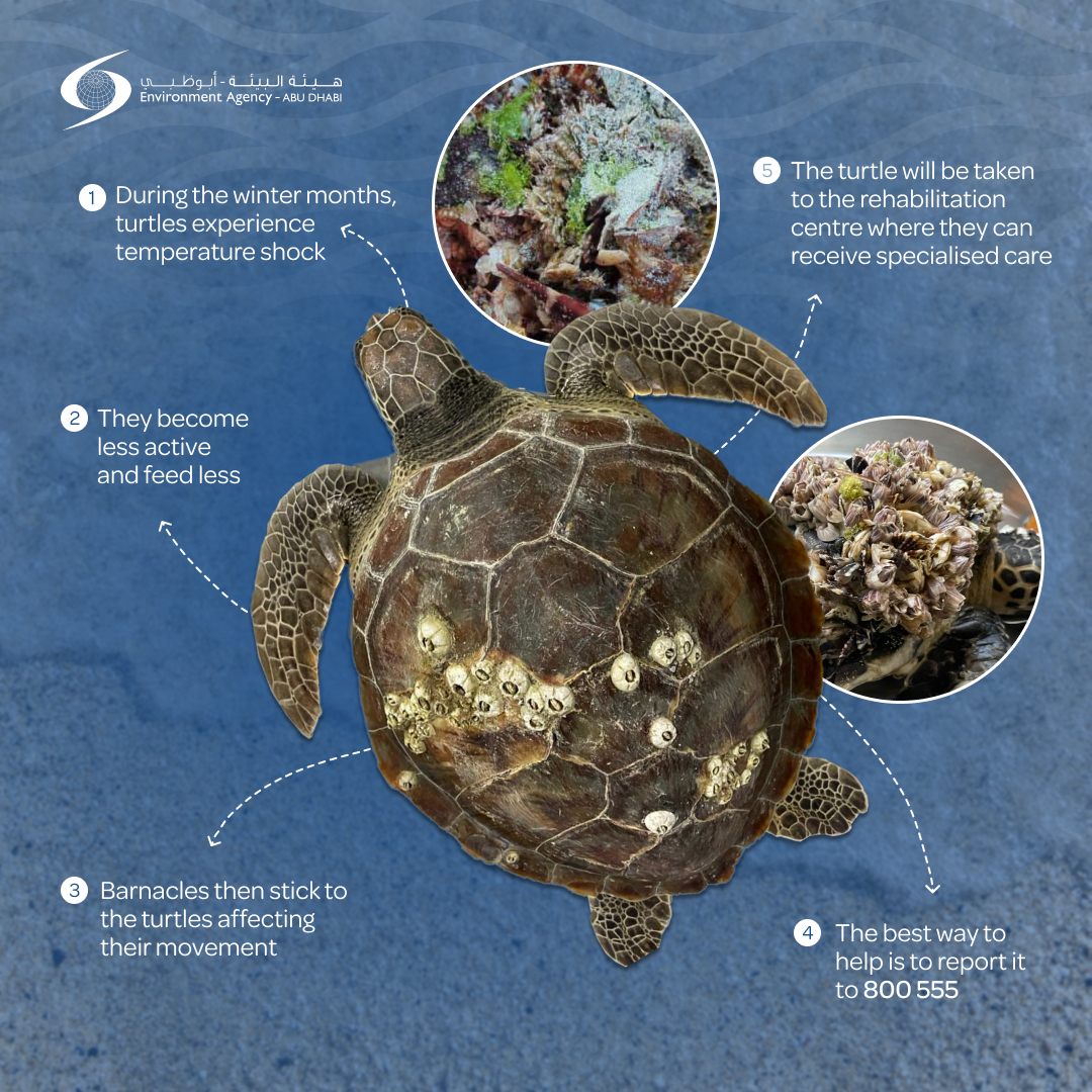 Barnacles On Turtles Anchor | South Carolina Aquarium