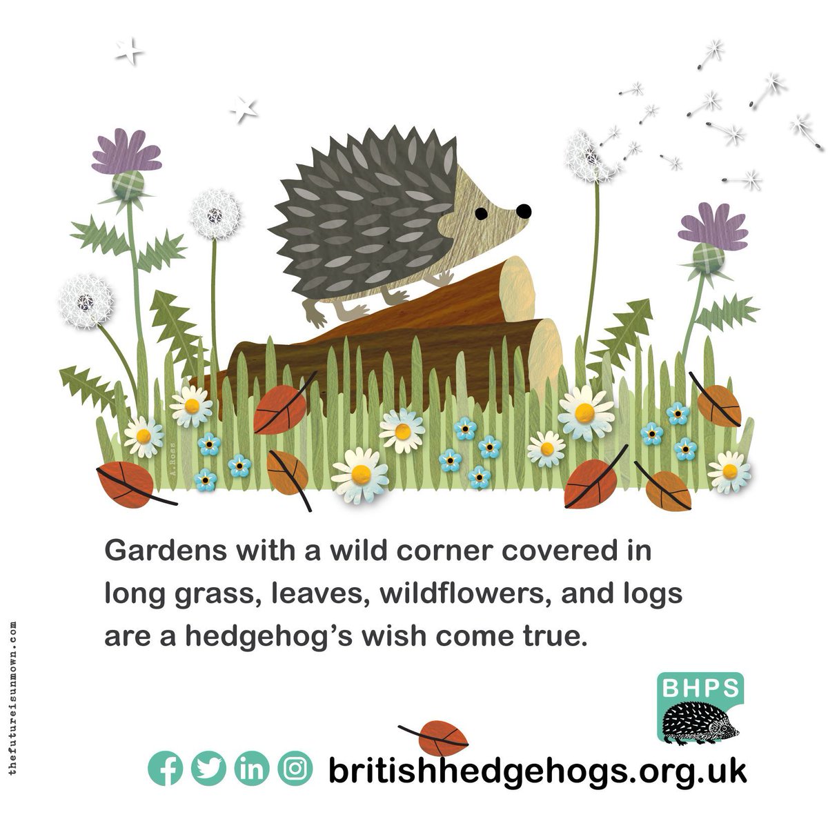 Contact Us - The British Hedgehog Preservation Society