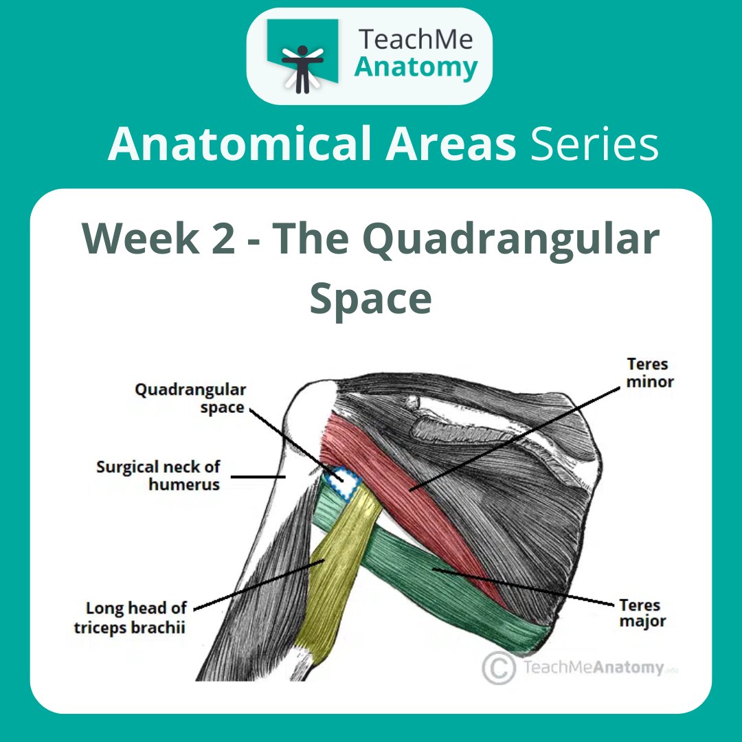 Quadrangular Space Anatomy